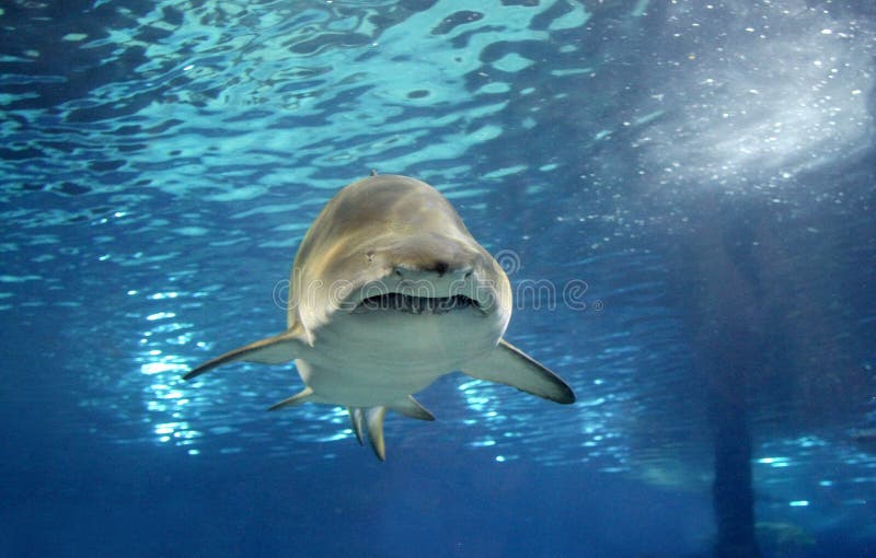 Shark underwater stock photo. Image of undersea, life - 25740814