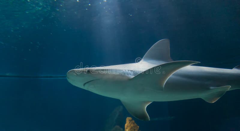 Shark Underwater Cuba Caribbean Sea Stock Photo - Image of carnivore ...