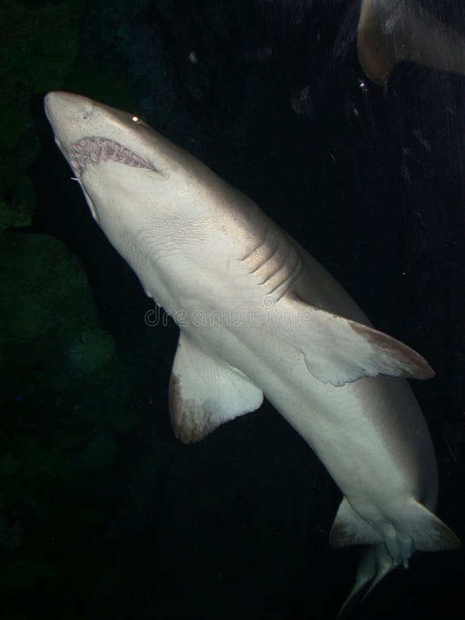 A Shark with Very Sharp Teeth at the Aquarium Stock Photo - Image of ...
