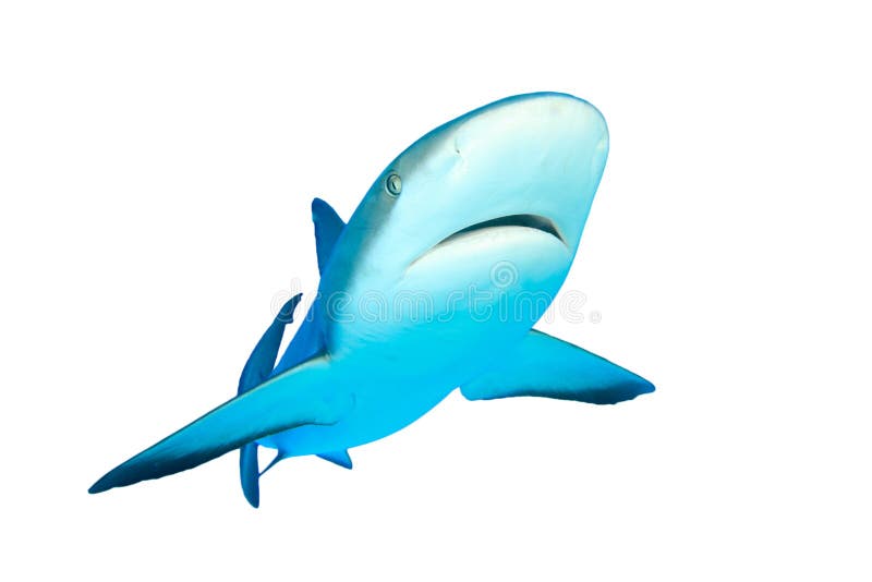 Shark on white background stock photo. Image of underwater - 19809228