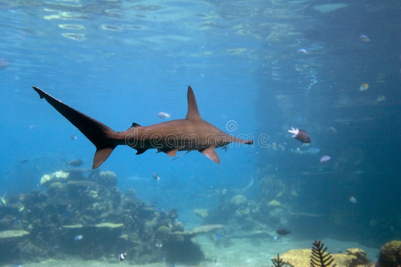SharkH stock photo. Image of fish, tropical, shark, coral - 4994902