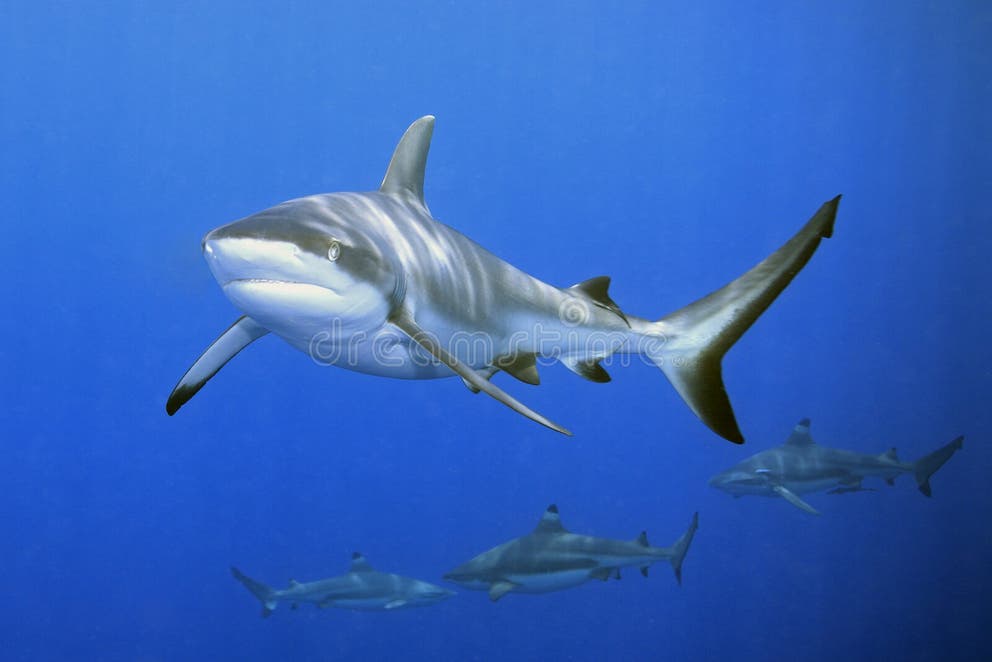 Sharks stock image. Image of group, remora, face, marine - 10659493