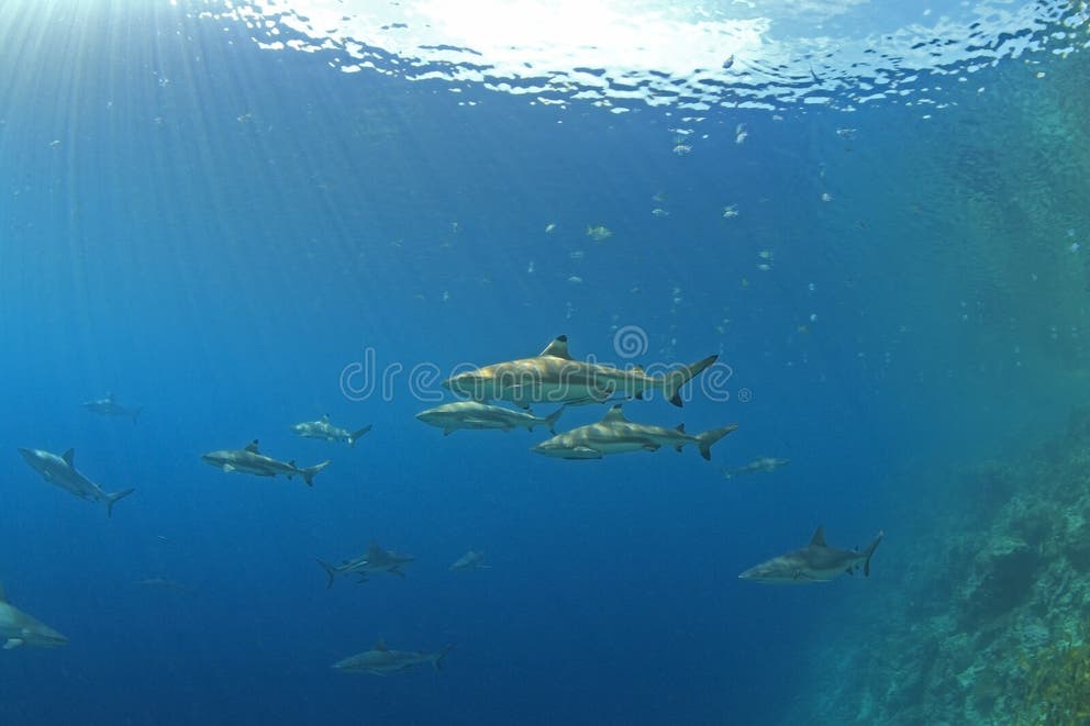 Sharks stock photo. Image of school, blacktip, copy, danger - 15920672