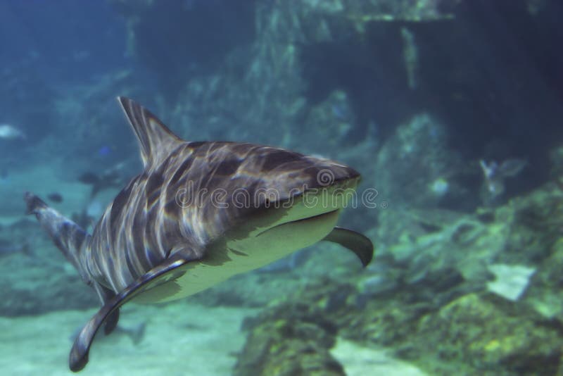 Pool Sharks stock photo. Image of blonde, happy, smile - 900872