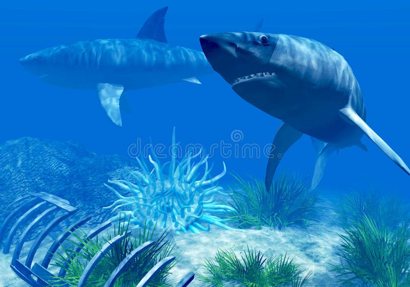 Twin sharks stock image. Image of animal, wildlife, lemon - 8999381