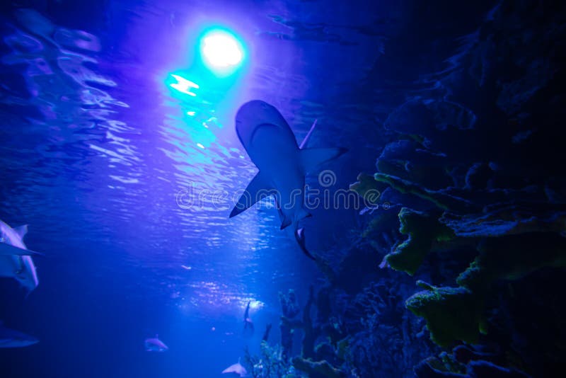 Sharks in Aquarium for Design Purpose Stock Photo - Image of aqua ...