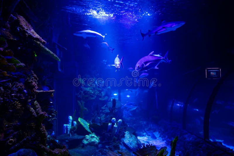 Sharks in Aquarium for Design Purpose Stock Image - Image of exhibit ...