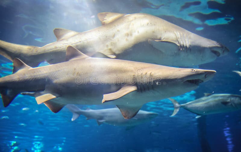 Sharks in aquarium stock image. Image of large, bluenurse - 295508339