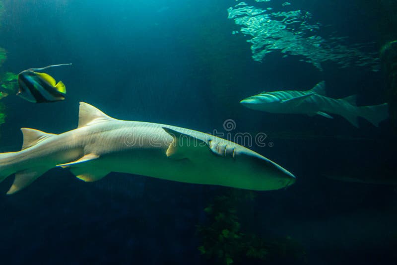 Sharks in a Blue Deep Water Stock Image - Image of great, dangerous ...