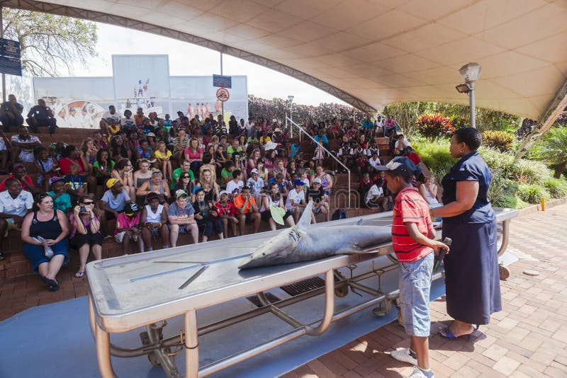 Sharks Board Public Lecture Editorial Stock Photo - Image of public ...