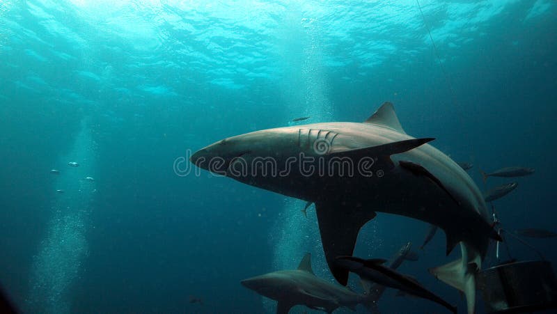 Two Sharks Swimming Together Stock Photo - Image of ayerst, marine ...