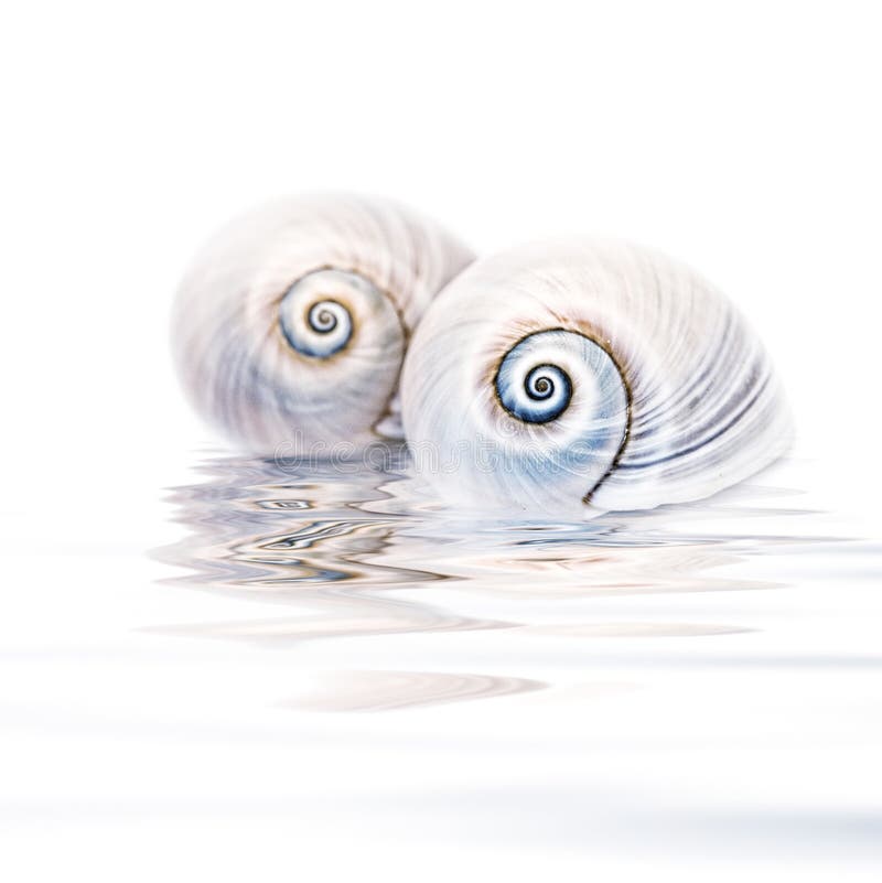 Sharks Eye Shells Close-up stock photo. Image of sharks - 135812146