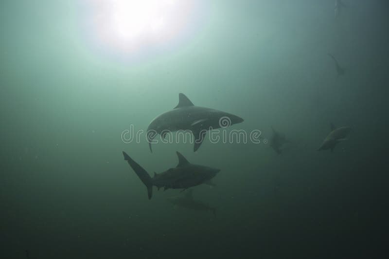 Two Sharks Swimming Together Stock Photo - Image of underwater, surface ...