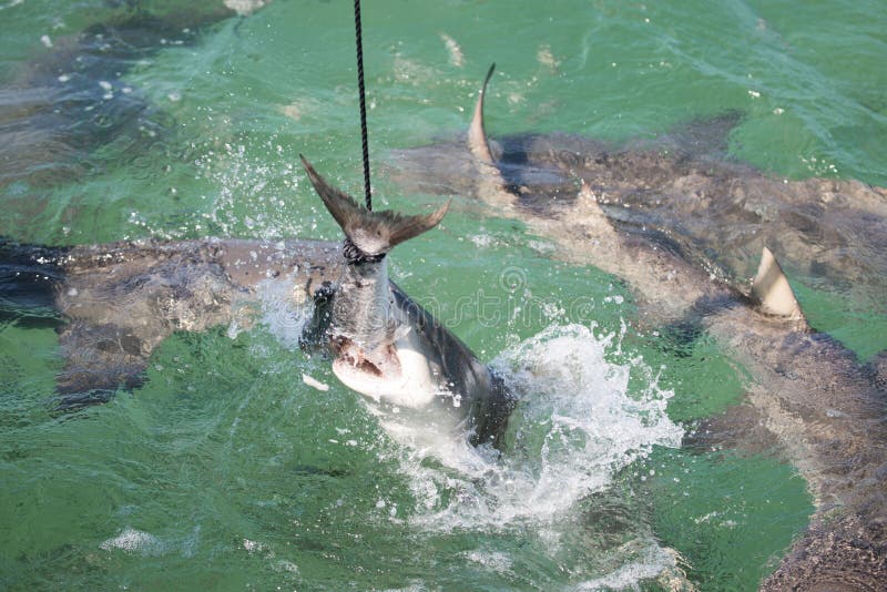 Sharks Gather To Eat Fish on a Hook in the Ocean Stock Image - Image of ...