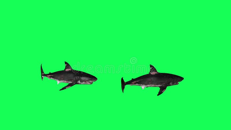 Sharks Swimming in a Circle Green Screen Front Stock Footage - Video of ...
