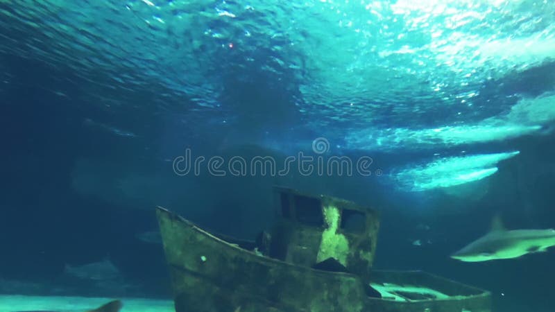 Sharks Swimming in Natural Aquarium Stock Video - Video of jaws, hunter ...