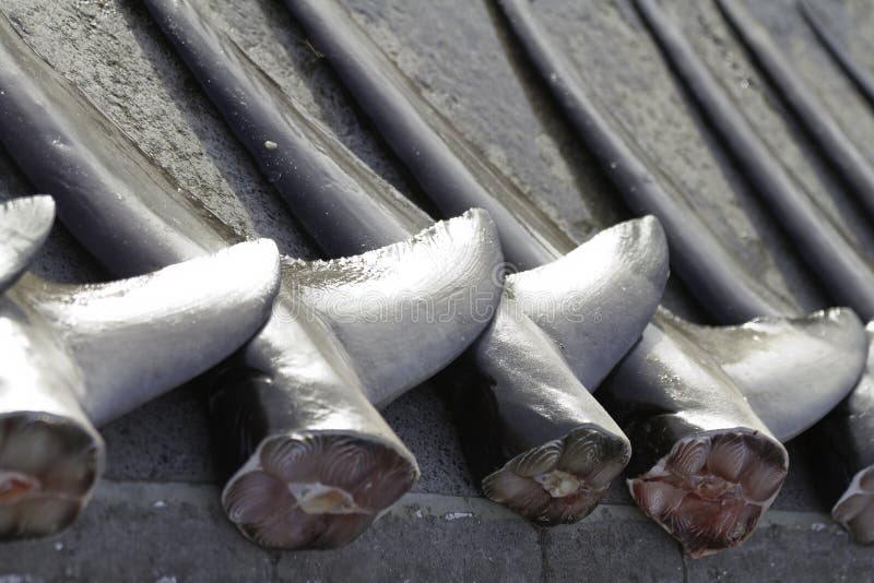 Sharks Tails at a Fish Market, Dubai,UAE Stock Image - Image of cook ...