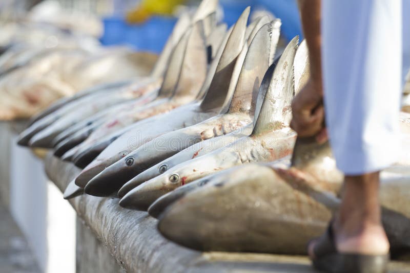 Sharks Tails at a Fish Market, Dubai,UAE Stock Photo - Image of deira ...