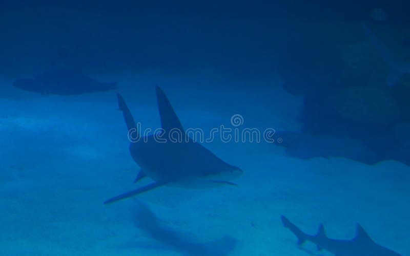 Sharks in the tank stock photo. Image of fish, pool, life - 49107084