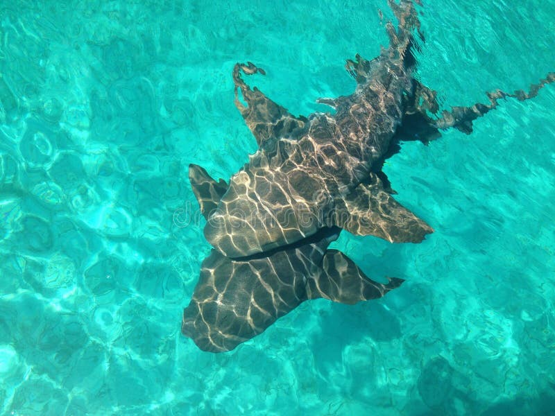 Sharks stock photo. Image of curious, sharks, shark, bahamas - 46245016