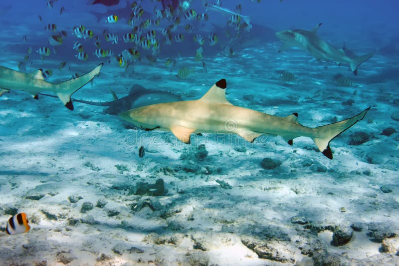 Sharks menace stock illustration. Illustration of hunting - 17761608