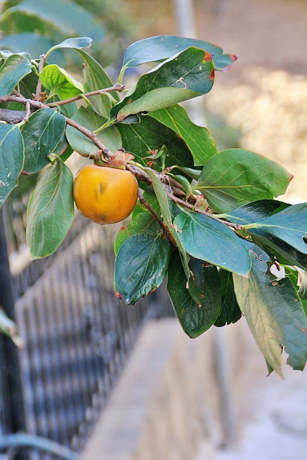 Sharon Fruit Persimmon Ripening Tree Stock Photos - Free & Royalty-Free ...