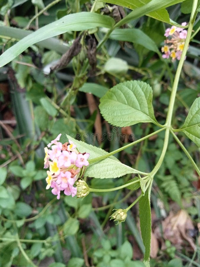 Sharp Beauty: the Stunning Pink Needle Flower Stock Image - Image of ...