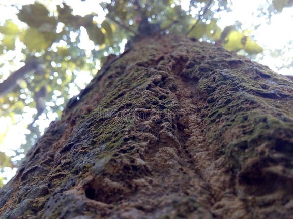 Sharp body stock photo. Image of body, sharp, alot, tree - 107885906