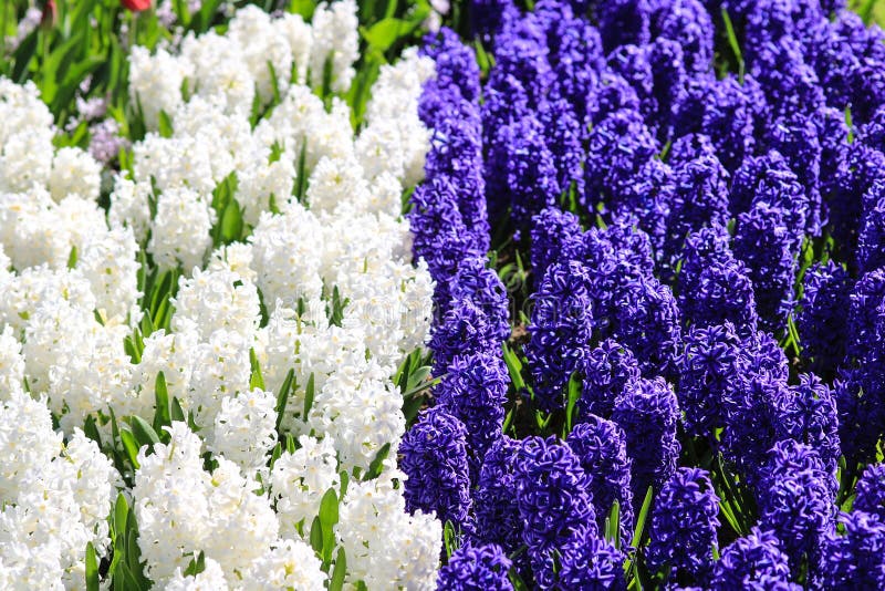 A Sharp Border between White and Dark Blue Hyacinths Stock Image ...