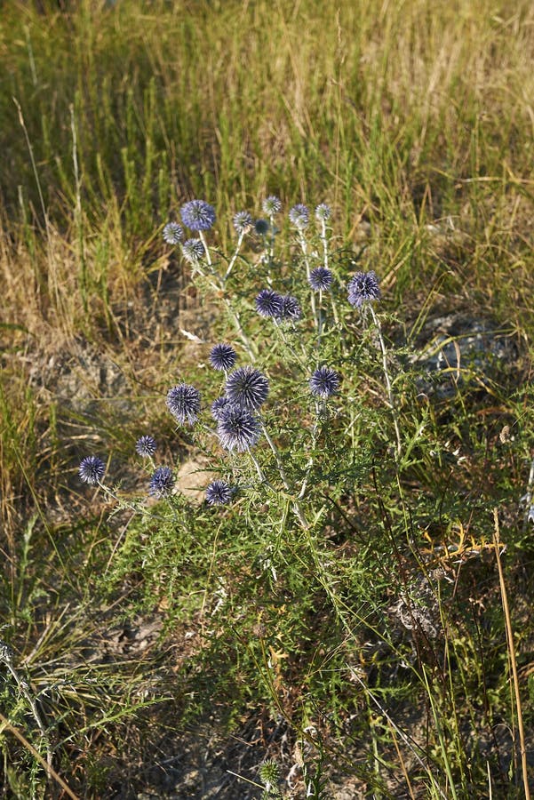 Sharp Branch and Purple Flowers of Echinops Ritro Stock Image - Image ...
