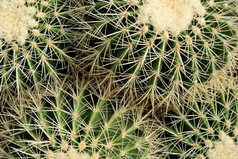 Sharp Cactus Needles, Close-up, Selective Focus. Cactaceae, Family ...