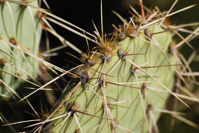Cactus Spines stock image. Image of structure, houseplant - 74064215