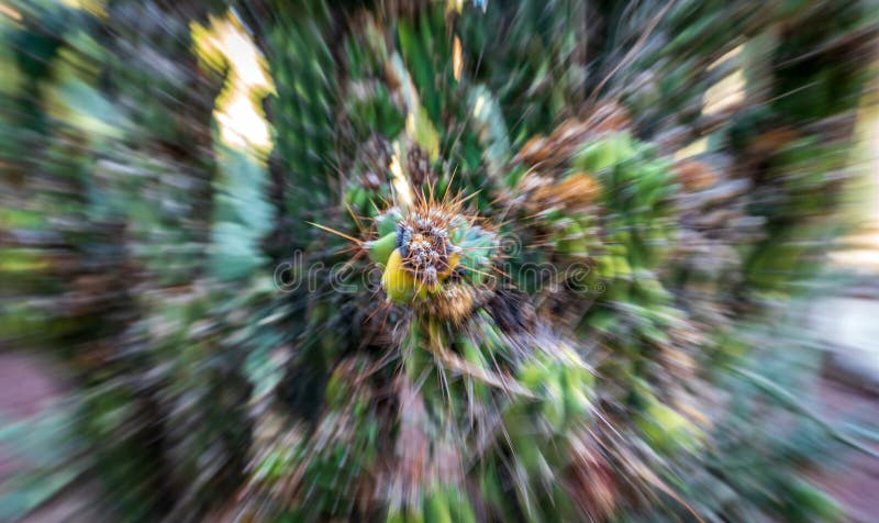 Sharp Cactus Spines Action Zoom Shot with Blurred Motion Stock Image ...
