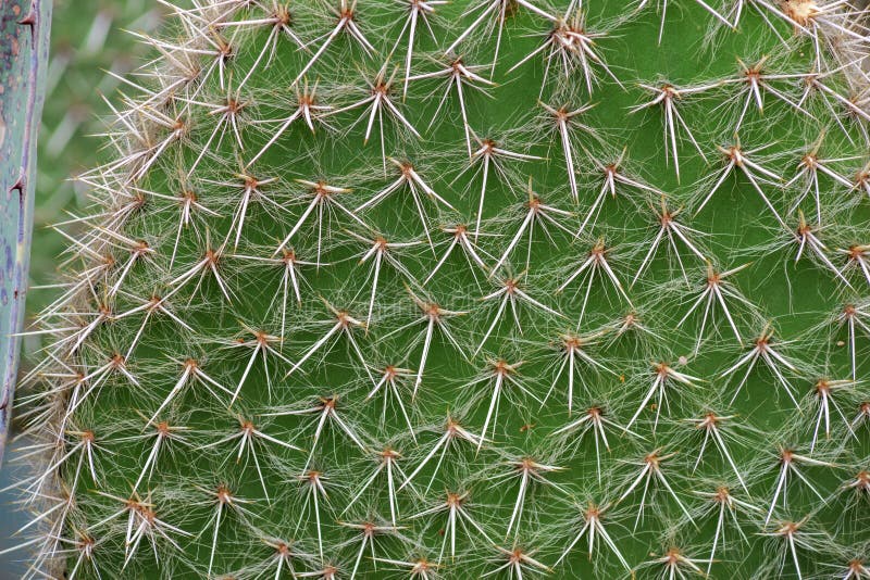 Sharp cactus thorns stock photo. Image of tropical, cactus - 156497078