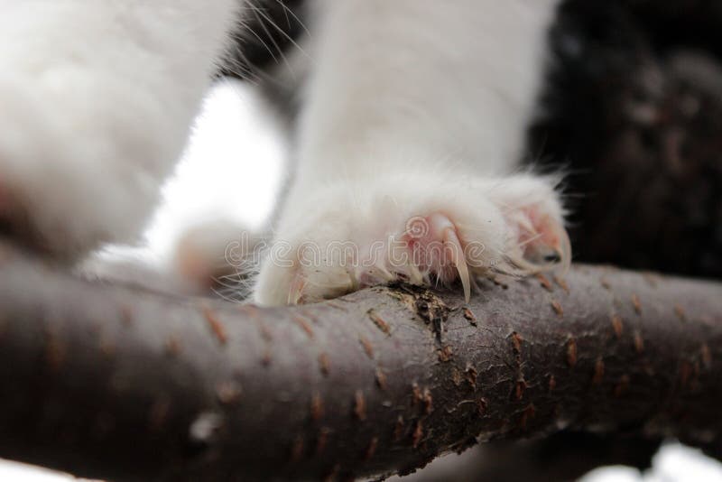 19,002 Cat Claw Photos - Free & Royalty-Free Stock Photos from Dreamstime