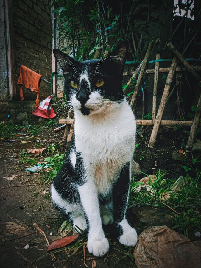 SHARP CAT EYES stock image. Image of carnivore, eyes - 200923695