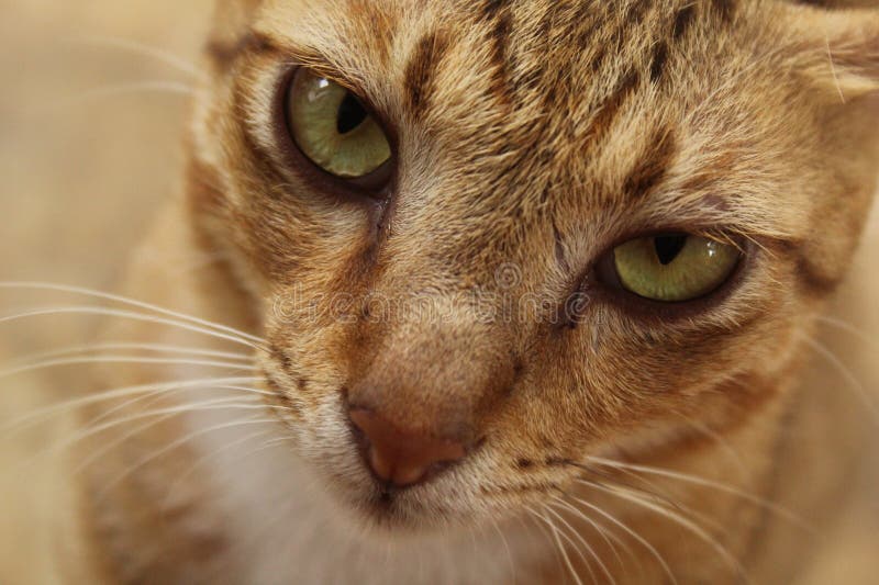 Sharp Cat Eyes and Long Whiskers Stock Photo - Image of eyes, whiskers ...