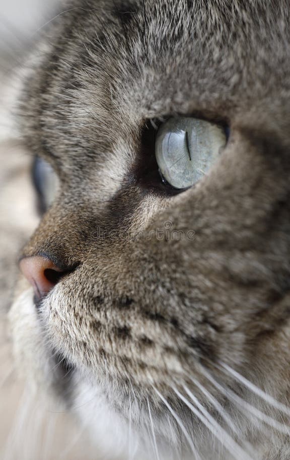 Sharp Cat s Eye stock image. Image of mouth, gluttonous - 4478313