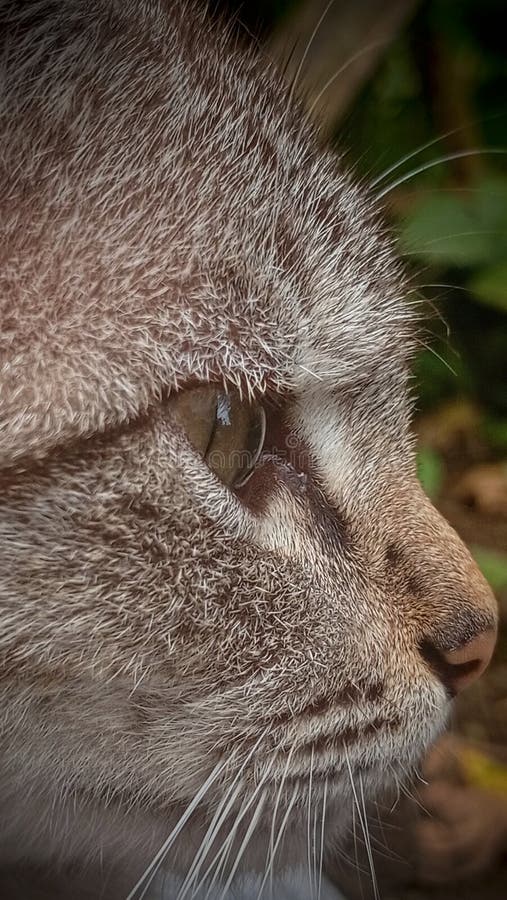 Sharp Cat S Eyes from the Side Angle Stock Image - Image of domestic ...
