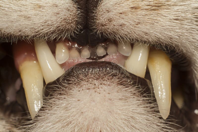 Teeth of cat stock image. Image of jaws, mouth, animal - 111735949