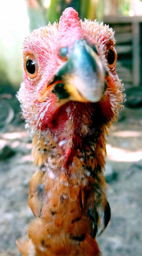 Sharp chicken eyes stock image. Image of fowl, waterbird - 181769557