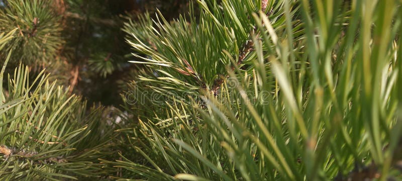 Spruce stock photo. Image of tree, russia, siberia, forest - 204177004