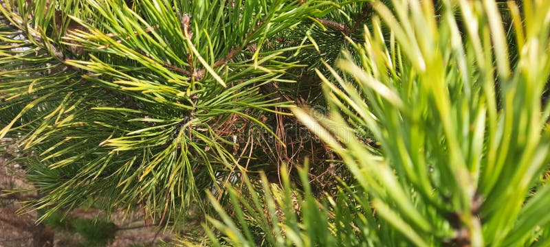 Spruce stock image. Image of christmas, autumn, park - 204177031