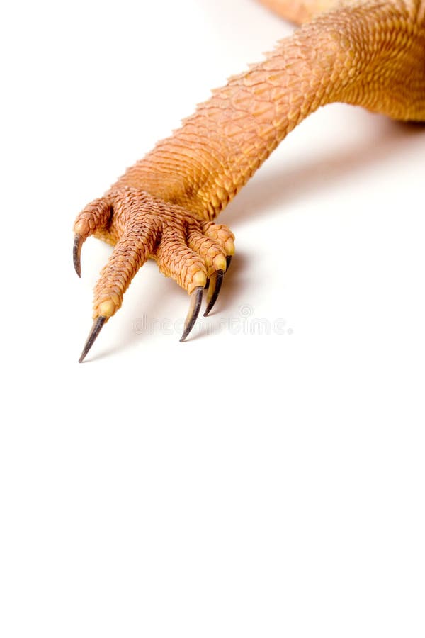 Sharp Claws stock image. Image of animal, vertebrate, reptile - 5800223