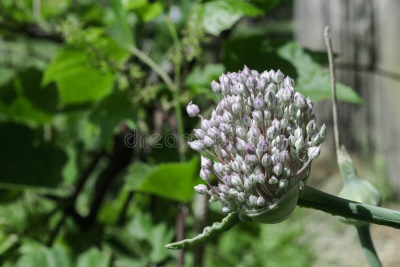 Sharp and Clear View of Garlic Blossom in the Background of Green ...