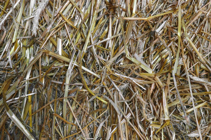 Sharp and Clear View of Yellow Straw Background Surface Stock Photo ...