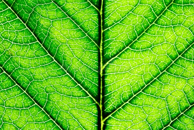 Leaf texture stock image. Image of texture, organic, transparent - 2333821