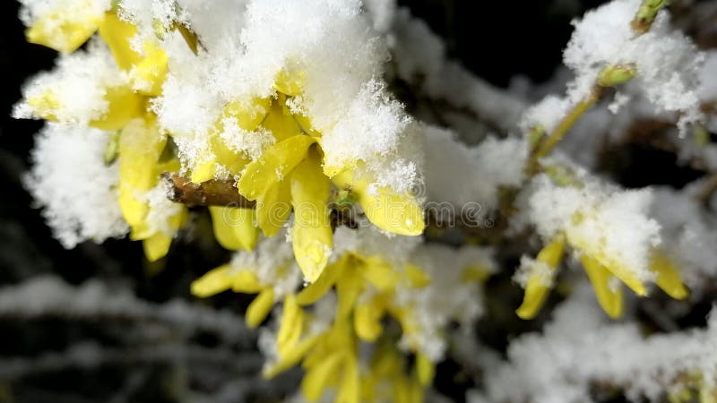 Blooming Forsythia Under Snow in the Garden Stock Image - Image of ...