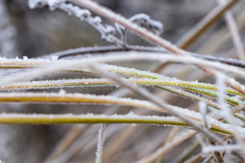 A Sharp Cold Snap Covered the Meadow with Still Green Grass Stock Image ...