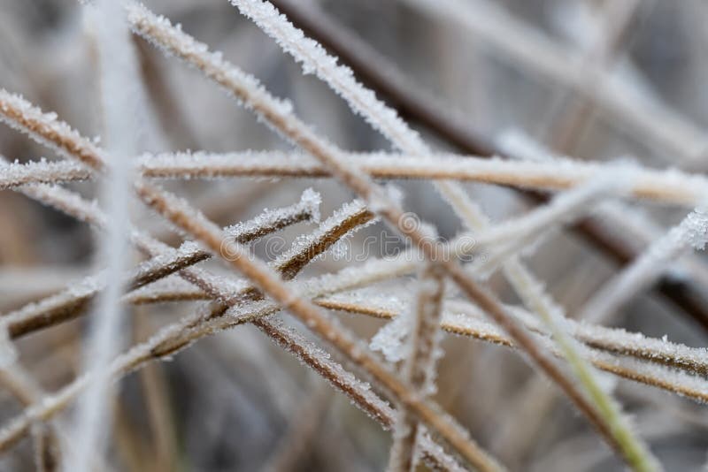 Sharp Cold Snap Covered Meadow Still Green Grass Stock Photos - Free ...